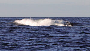 Seegang verstehen – Arten, Eigenschaften und Formen von Wellen