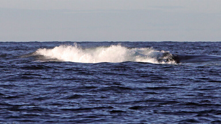 Seegang verstehen – Arten, Eigenschaften und Formen von Wellen